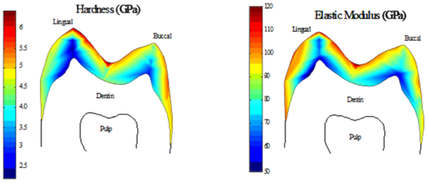 The Mechanical Properties of Human Enamel and Dentin (Inactive) – Weihs ...